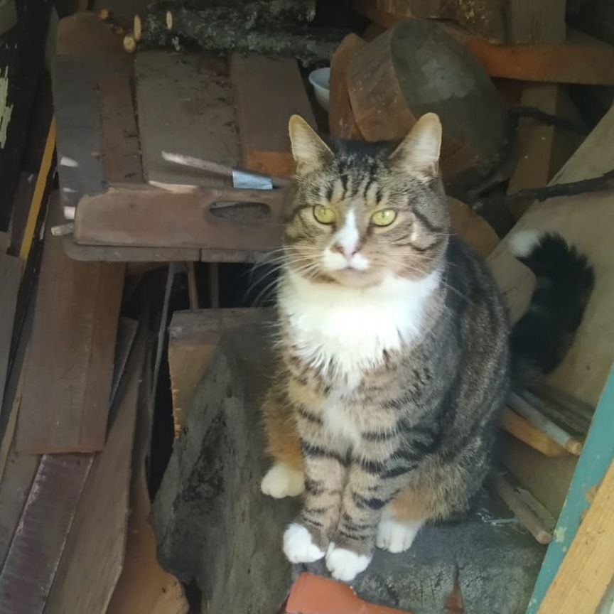 Найден кот (отдам кота)