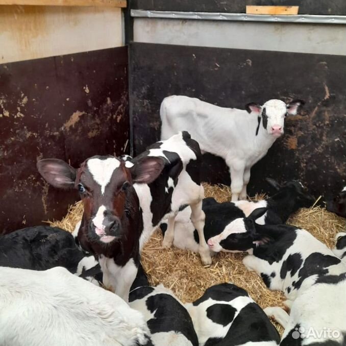 Телята бычки тёлки бесплатная доставка