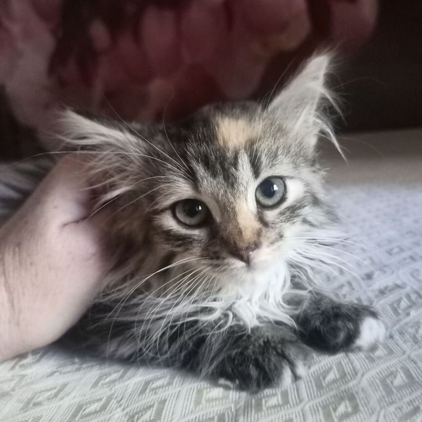 Котенок- девочка в добрые ручки
