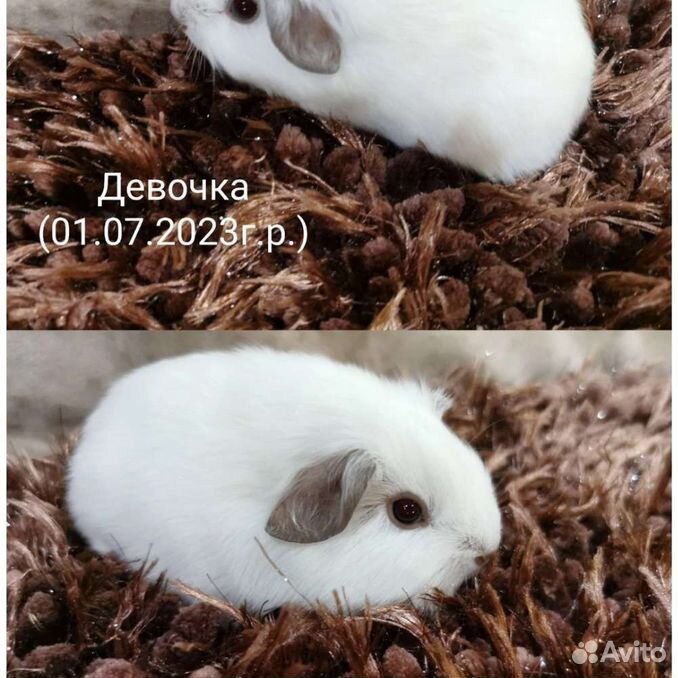 Морские свинки девочки и мальчики