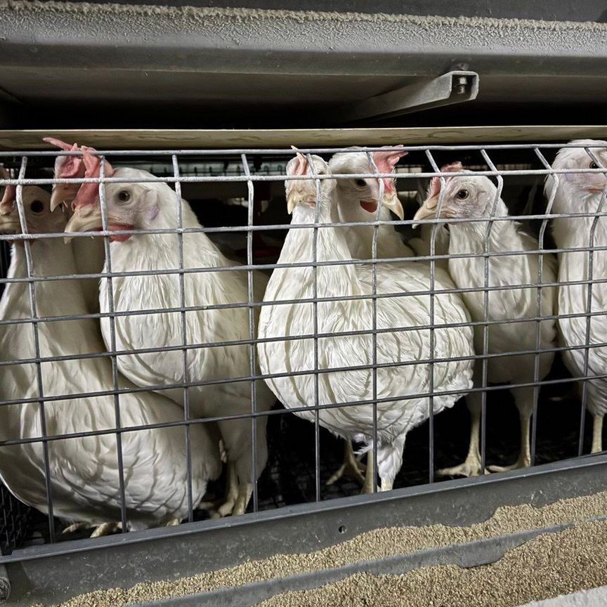 Курочки молодки несушки