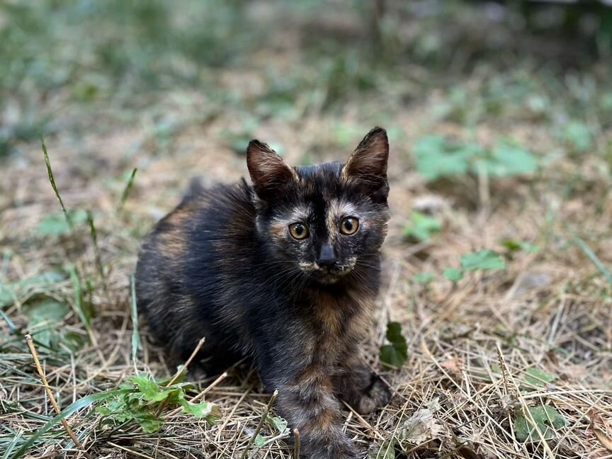 Котёнок черепаховая девочка