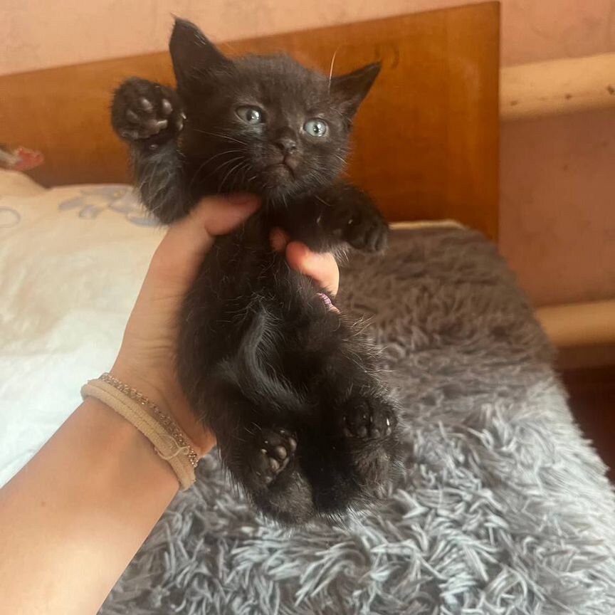 4 котенка цвет: черный 1 месяц к еде приучены