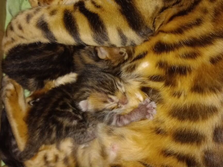 Бенгальские котята