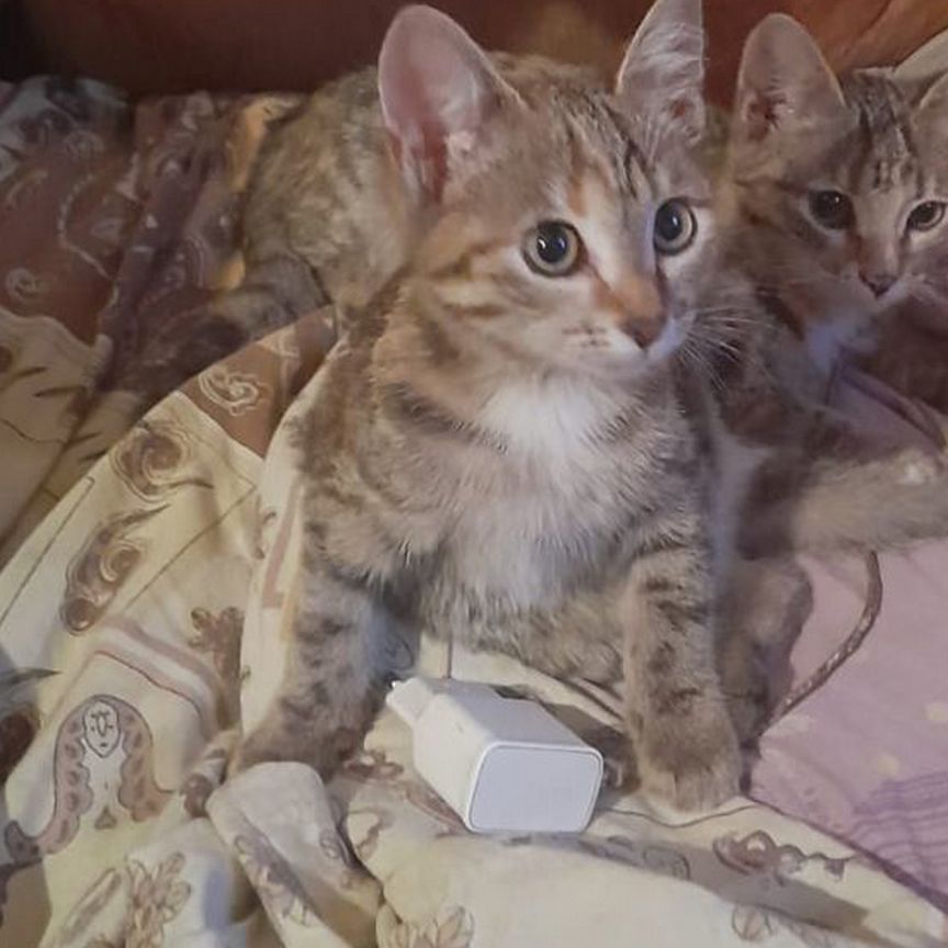 Котенок серенький - "Дворянин"- в поисках семьи