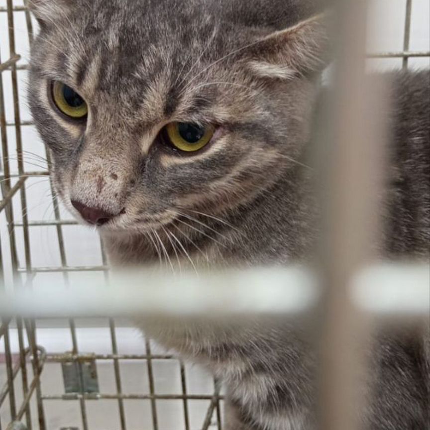 Спасите котят подростков