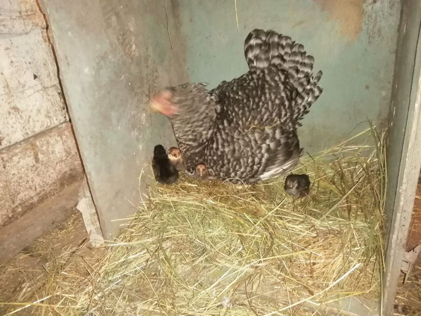 Курица несушка с цыплятами