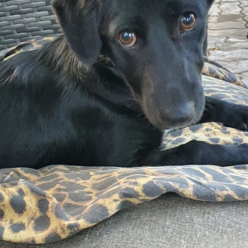 Щенок милота