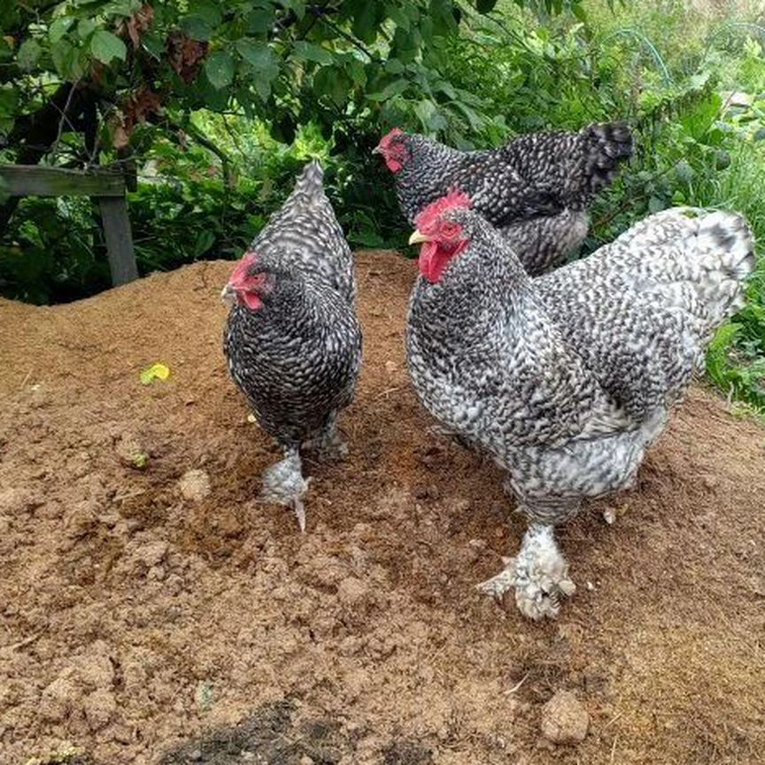 Цыплята мехеленская кукушка