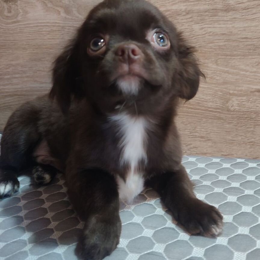 Чихуахуа, щенок