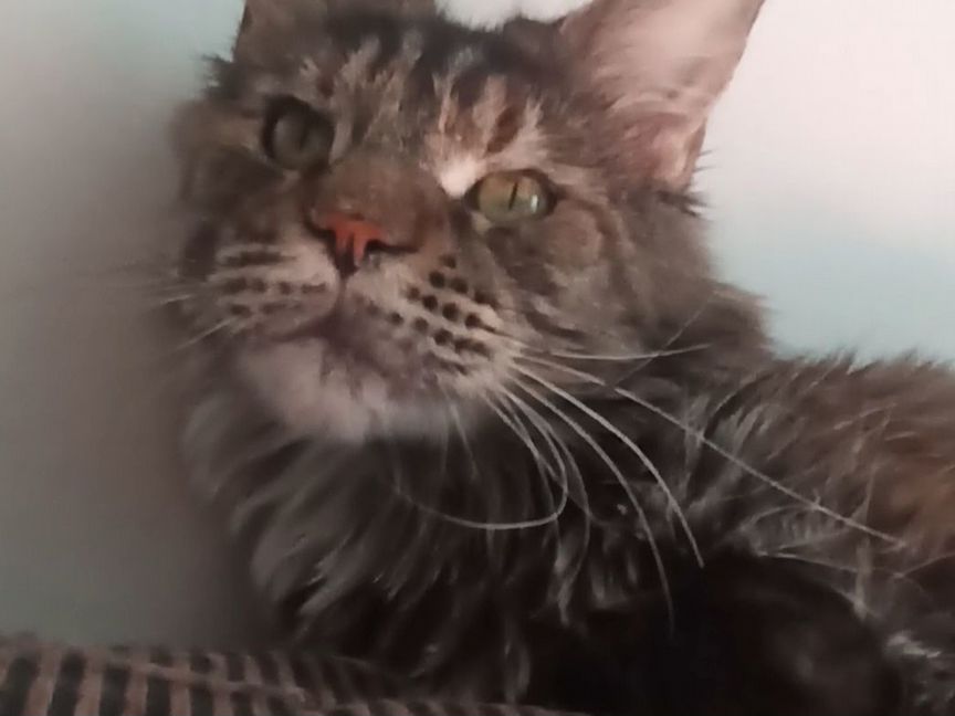 Мейкун кошечка