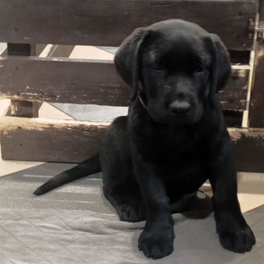 Лабрадор-ретривер, щенок