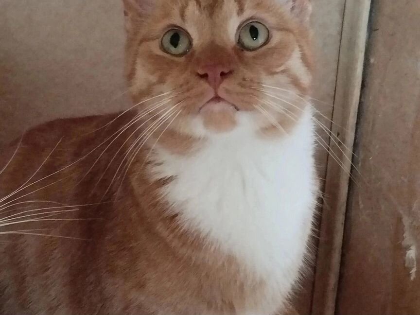 Отдам котика в добрые руки