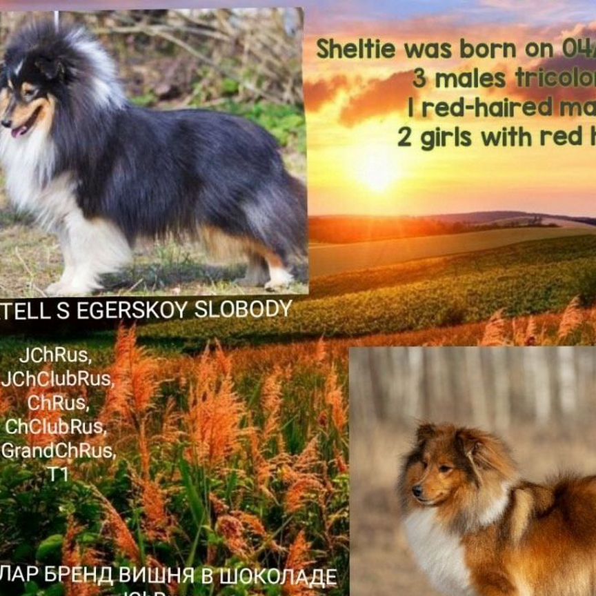 Щенки Шэлти