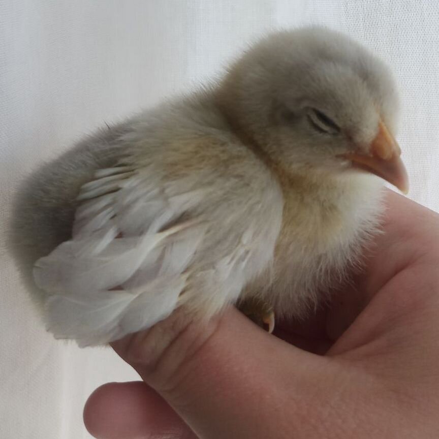 Цыплята орпингтон/белый джерс