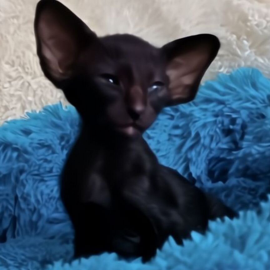 Ориентальный котёнок