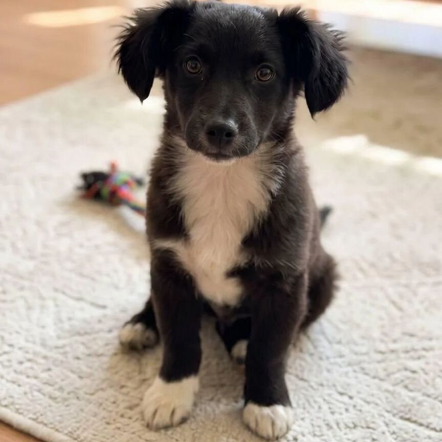 Щенок в добрые руки