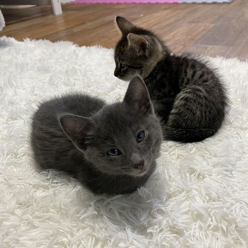 Котята