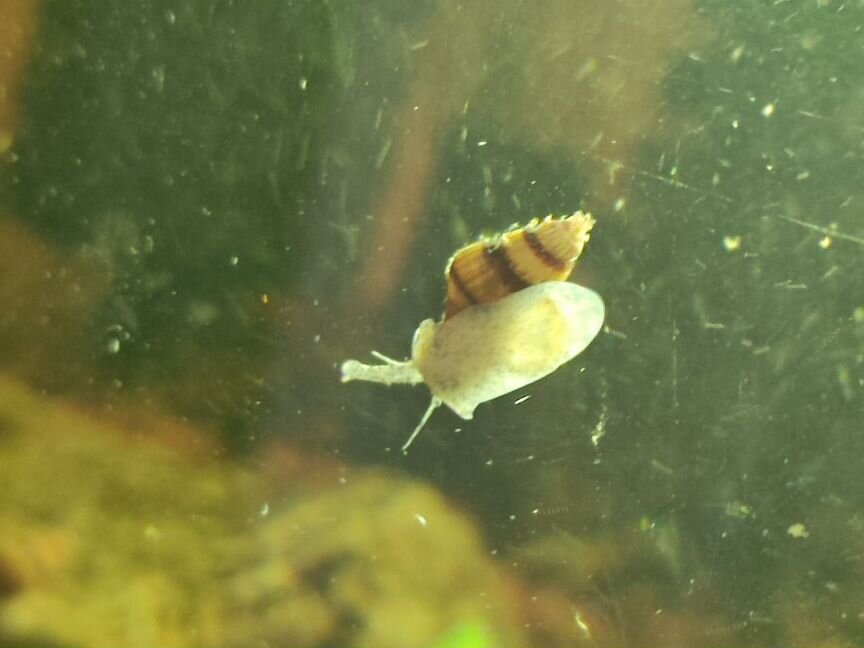 Улитка Хелена много