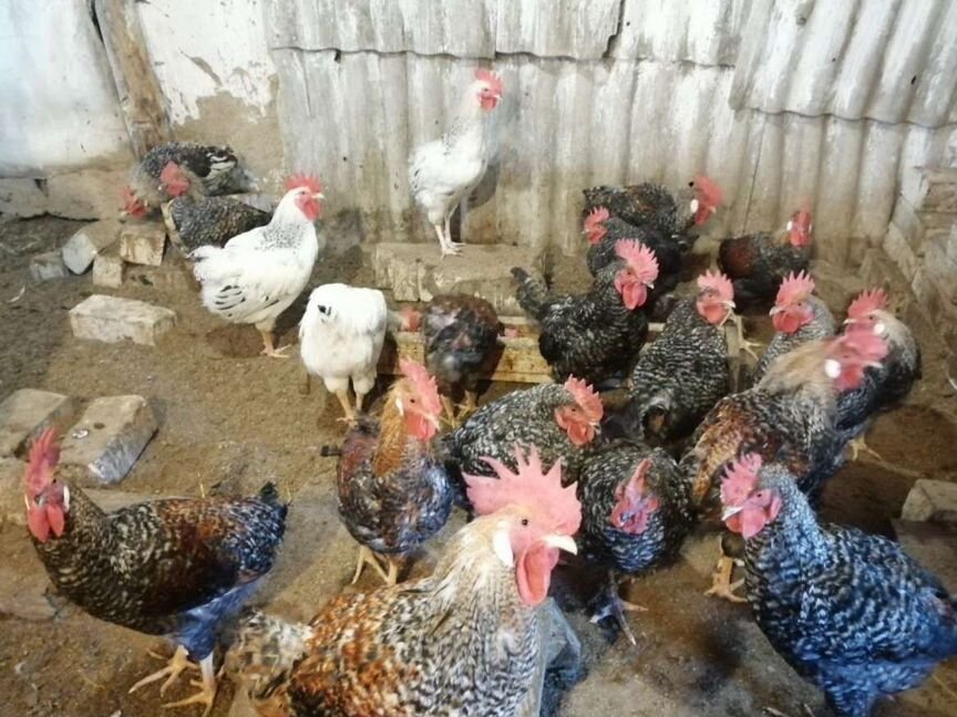 Куры. Петушки