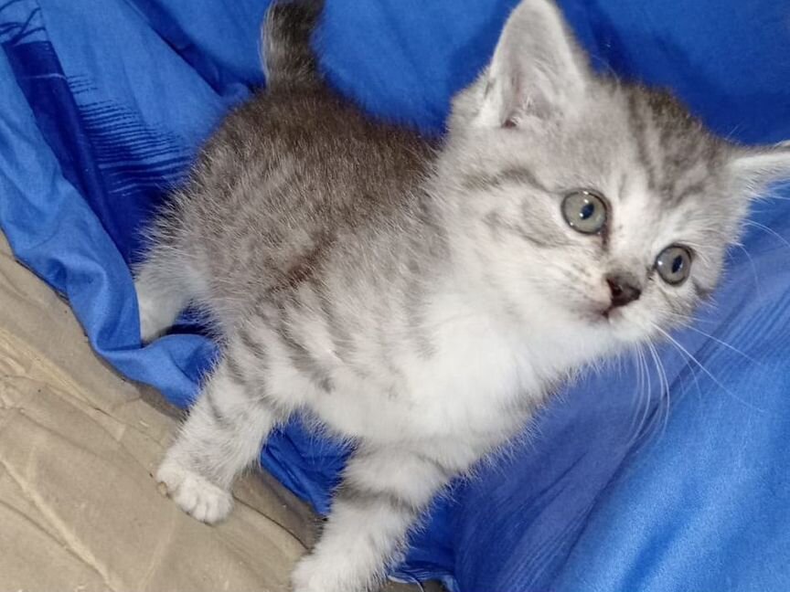 Британские котята