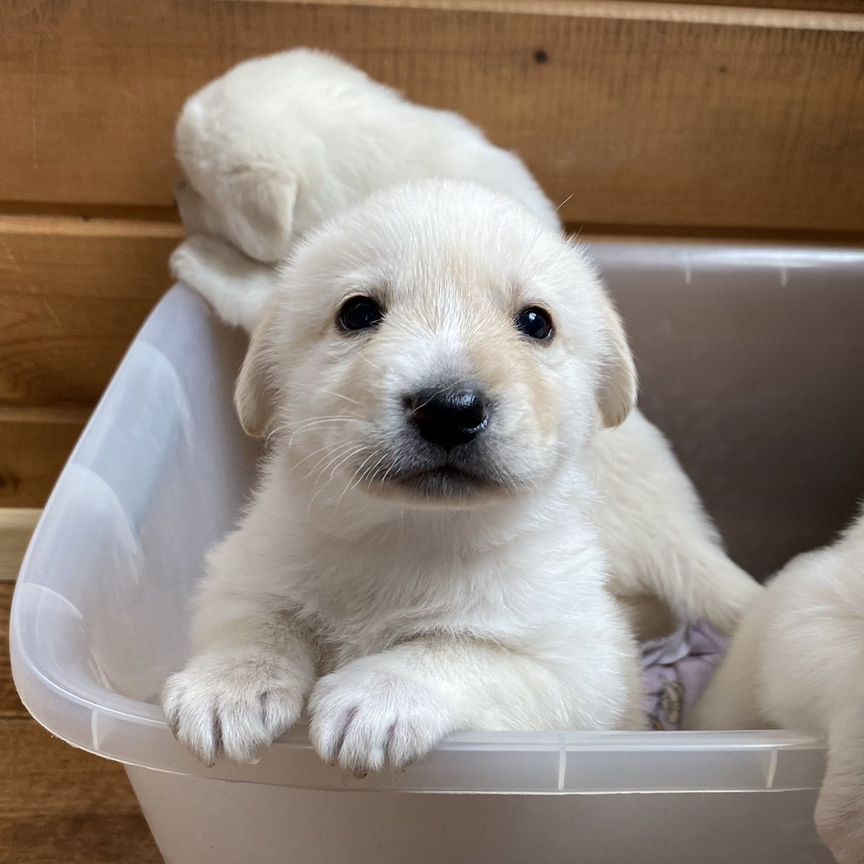 Лабрадор-ретривер, щенок