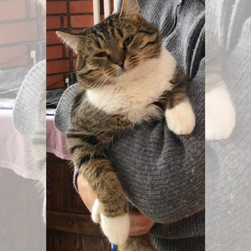 И.Щ.У. кота