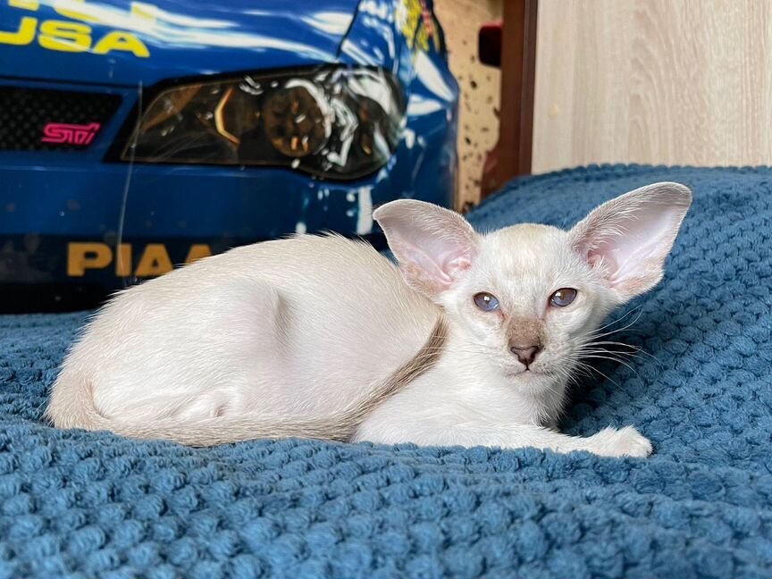 Ориентальные котята сиамские