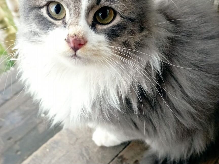 Котёнок в добрые руки