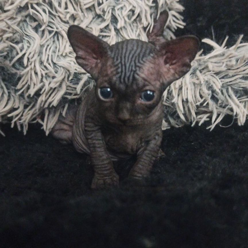 Канадский сфинкс