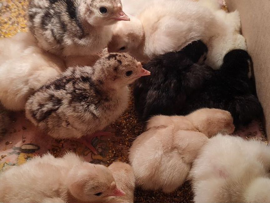 Цыплята индейки