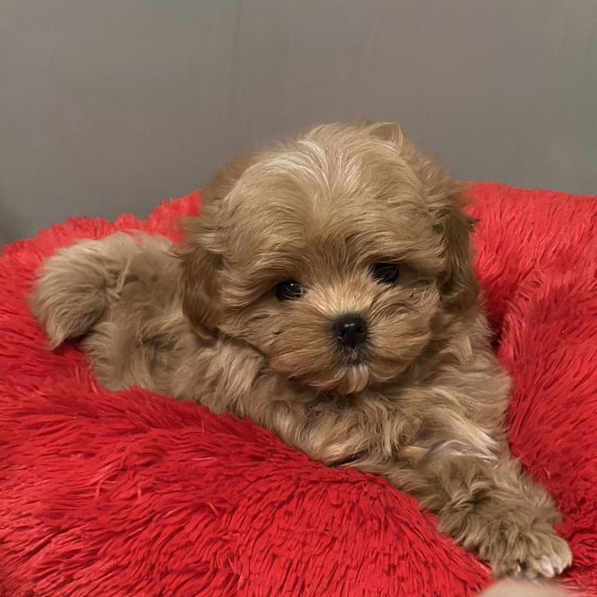 Мальтипу, щенок