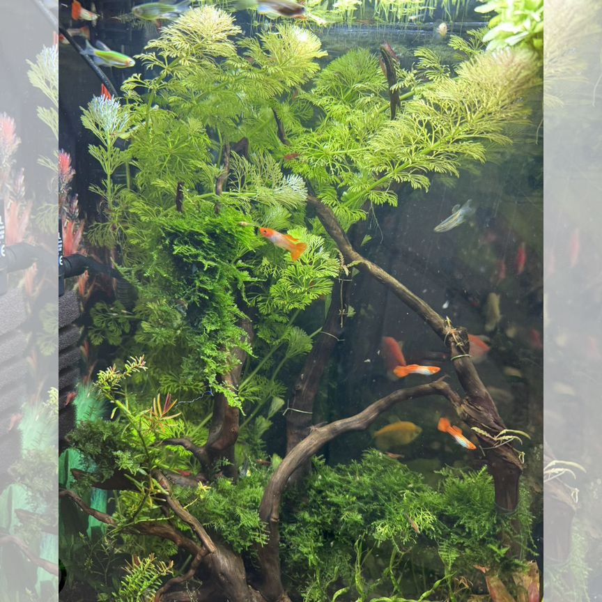 Аквариумные растения / прополка