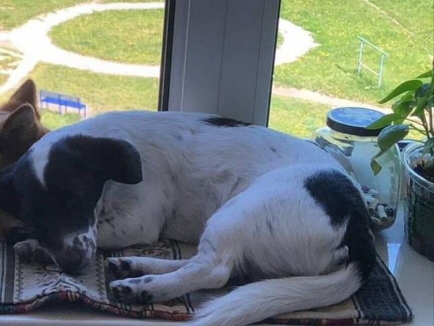 Отдам в добрые руки Кира 7 месяцев