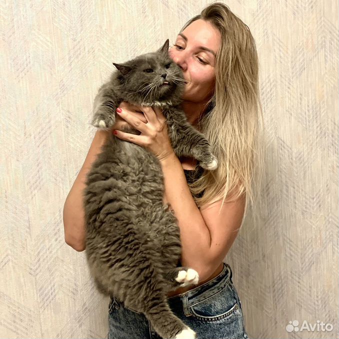 Кот Тимофей просит помощи