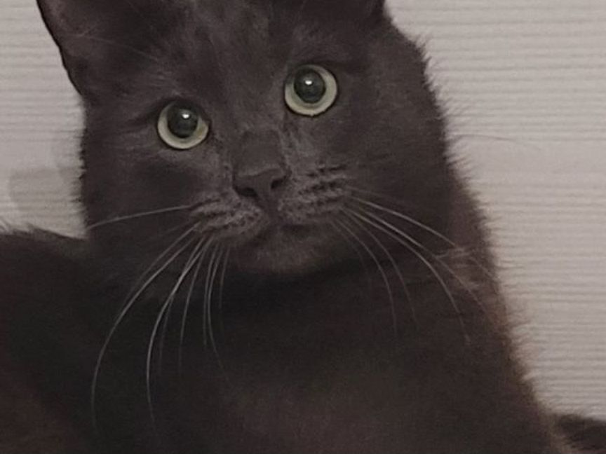 Потерялся кот Мурзик