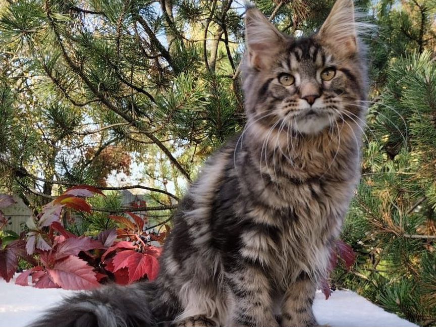 Кошечка Матильда, полидакт 66/66 Мейн-кун