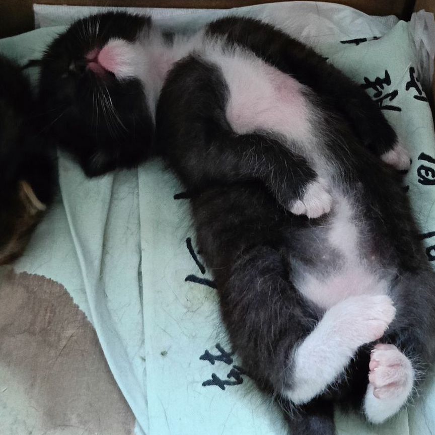 Котята ищут дом