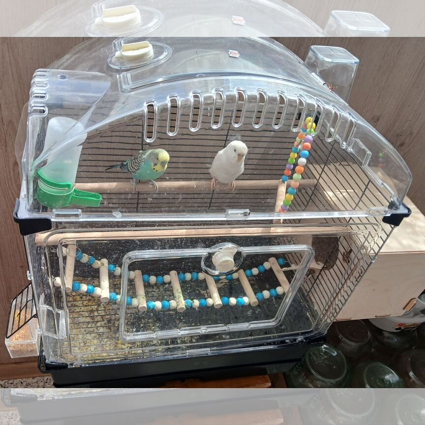 Волнистый попугай