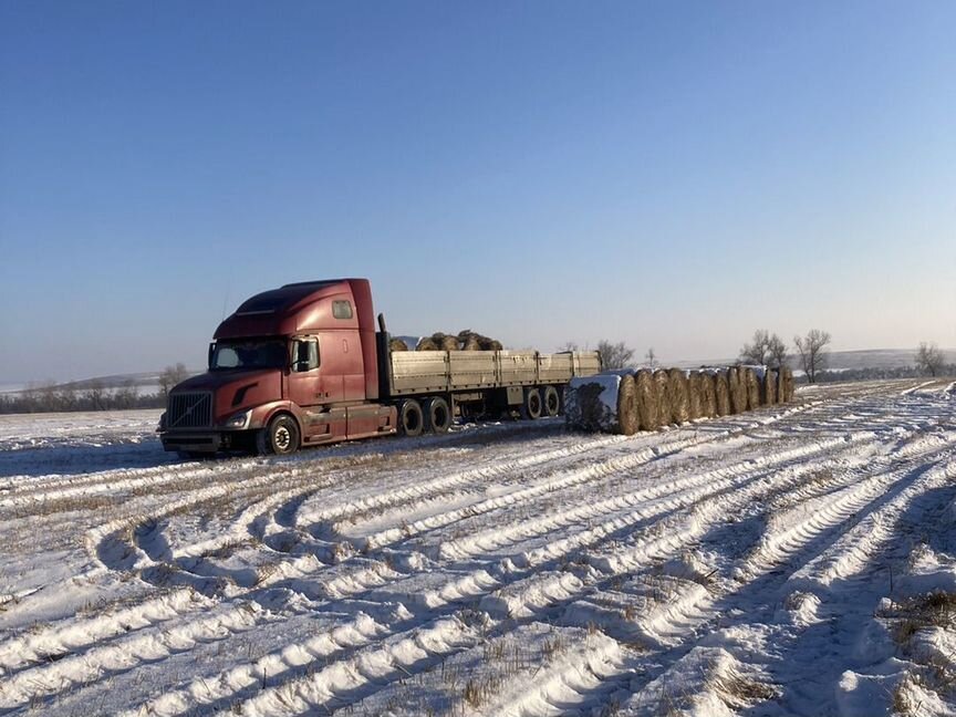 Солома оптом пшеничная