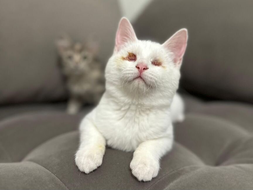 Особенный котенок в добрые руки