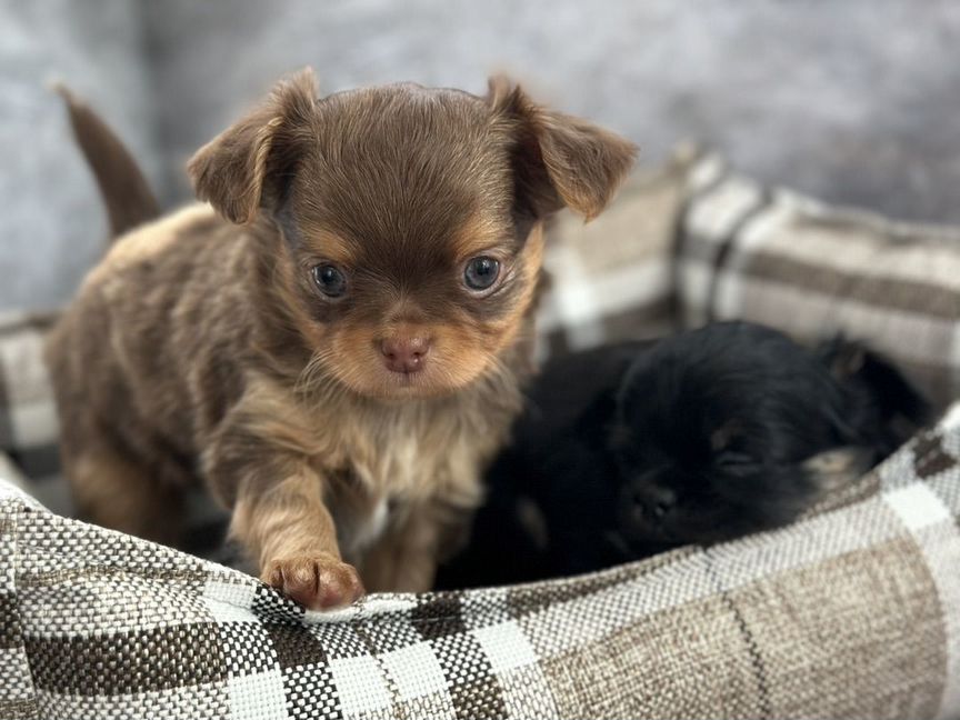 Щенки чихуахуа