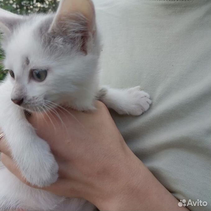 Котёночек в добрые руки даром