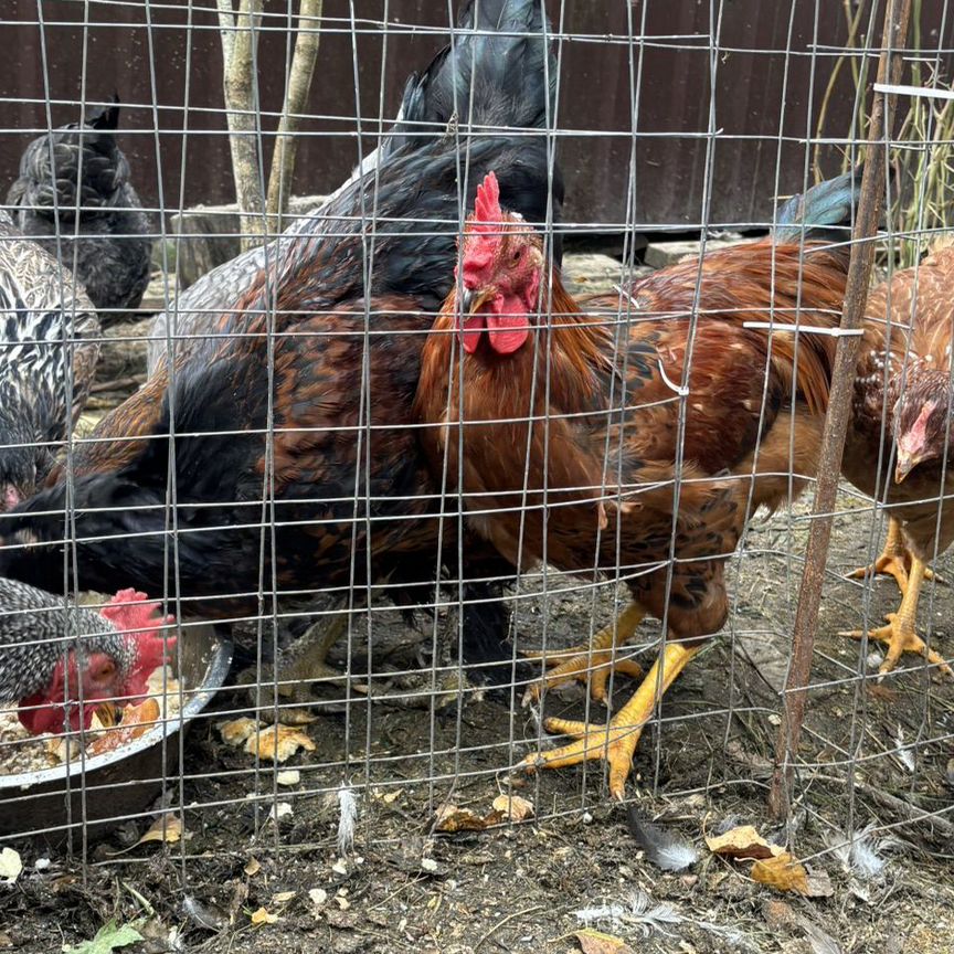 Продам петухов