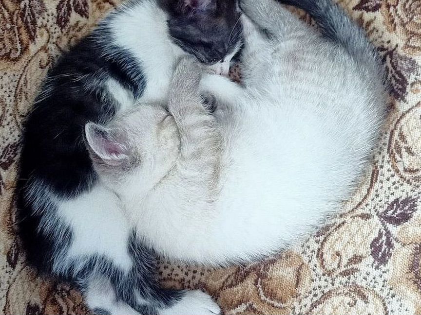 Котята в добрые руки