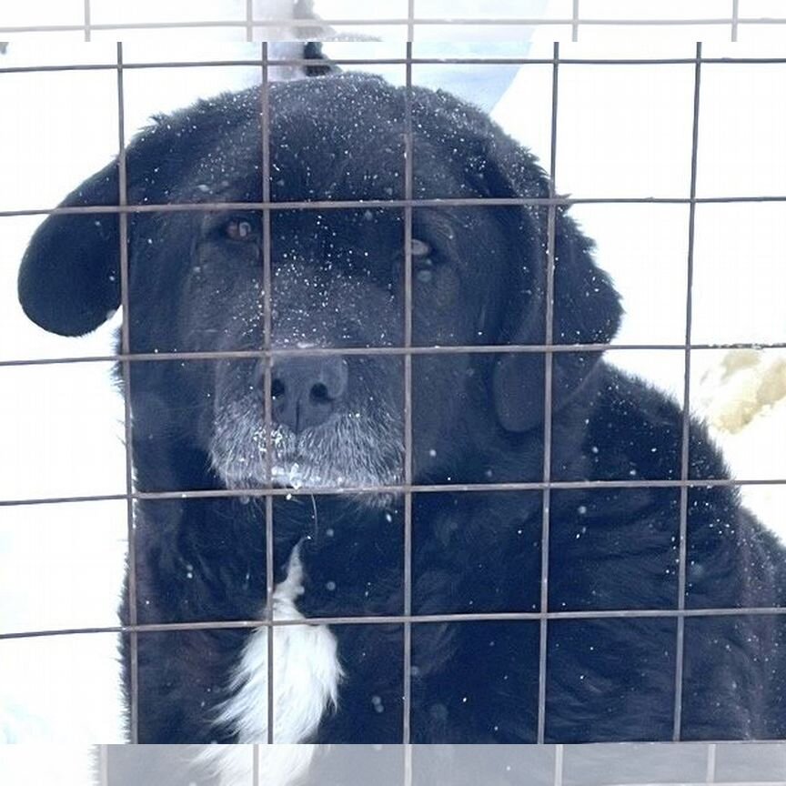 Взрослый пёс в добрые руки