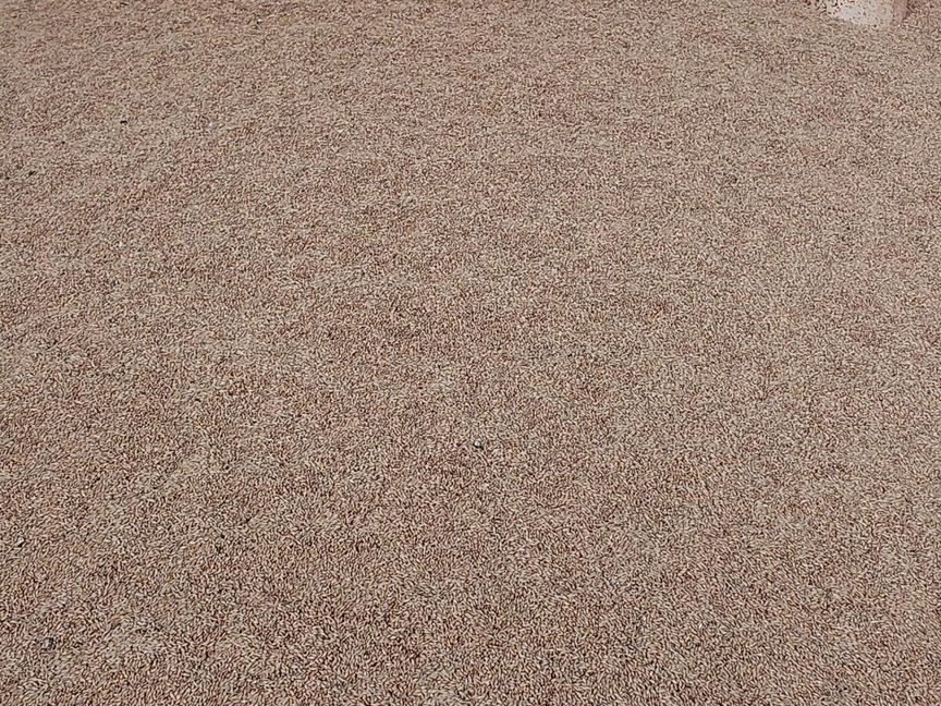 Ячмень. Овёс