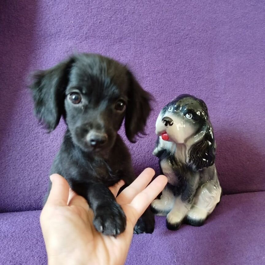 Щенок от мамы таксы, маленькая собачка