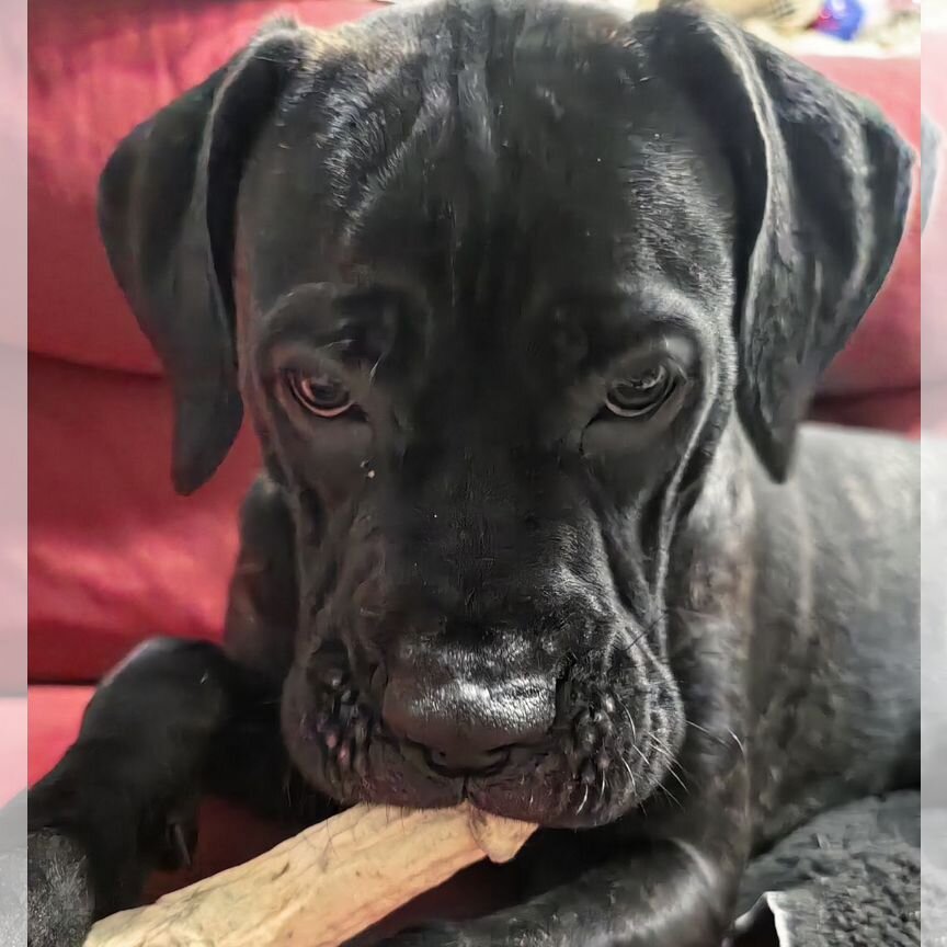 Щенки кане Корсо