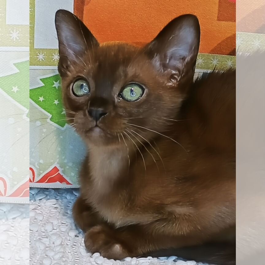 Европейский бурманский котёнок
